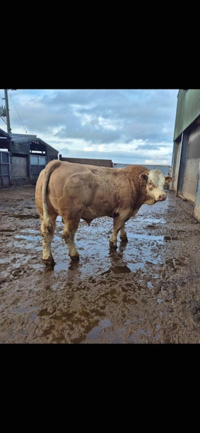 1 Pedigree Simmental Breeding Bull | SellMyLivestock - The Online ...