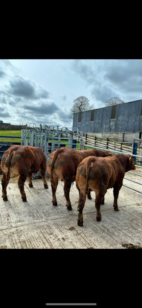 10 Pedigree Limousin Breeding Bulls | SellMyLivestock - The Online ...