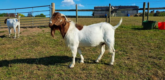 Goats | SellMyLivestock - The Online Livestock Marketplace