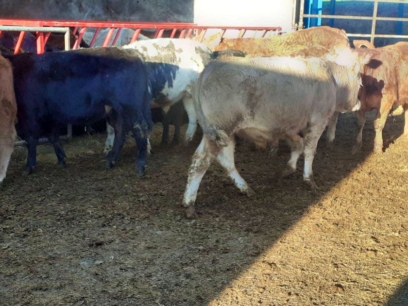 18 Limousin, Charolais, British Blue Cross Store Steers ...