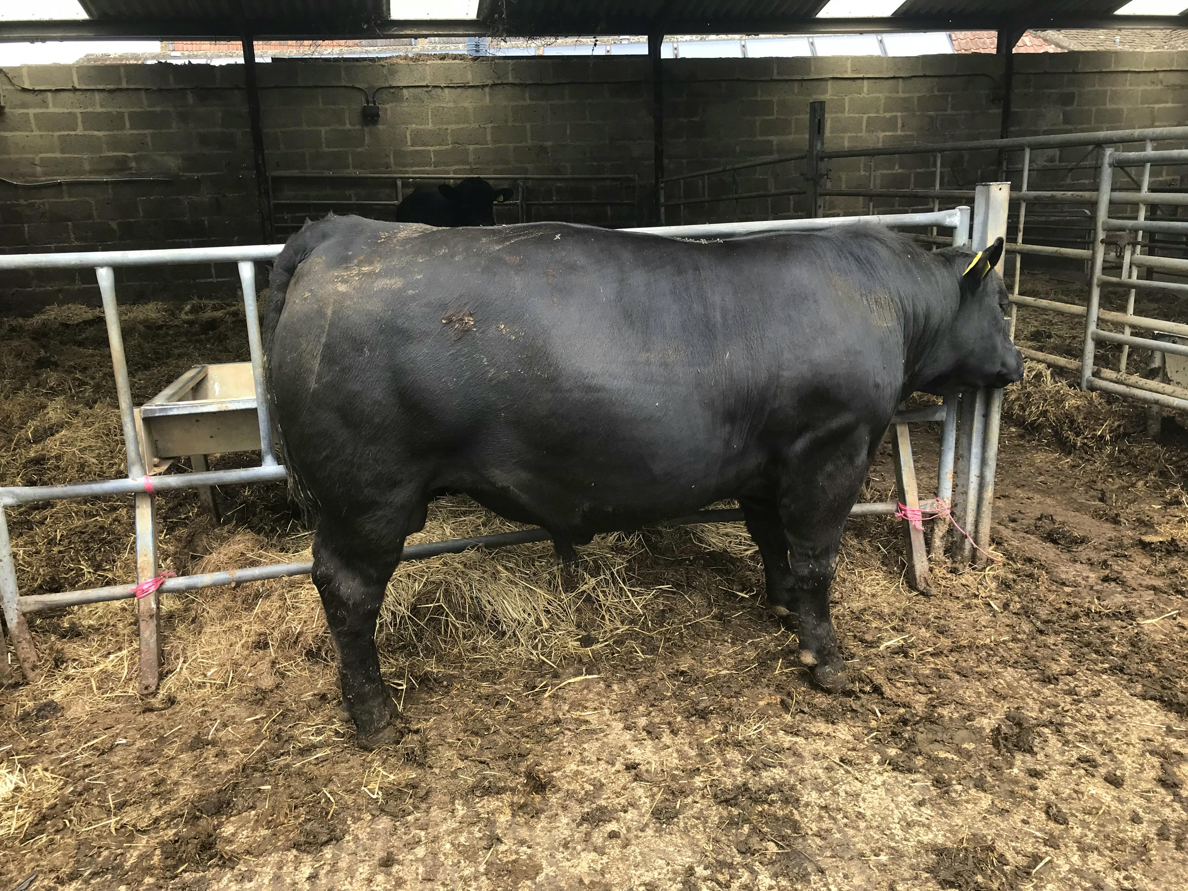 4 Pedigree Aberdeen Angus Breeding Bulls | SellMyLivestock - The Online ...