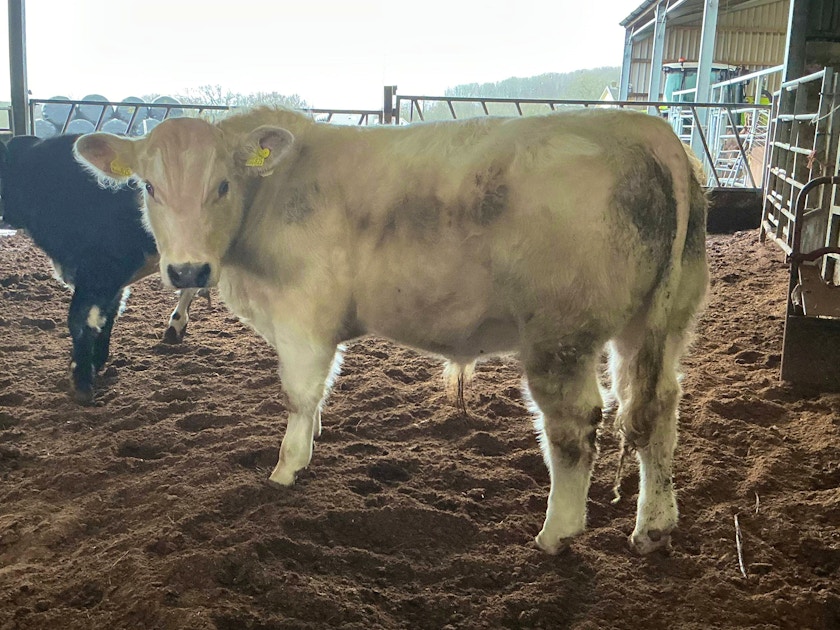 2 British Blue Cross Breeding Young Bulls | SellMyLivestock - The ...