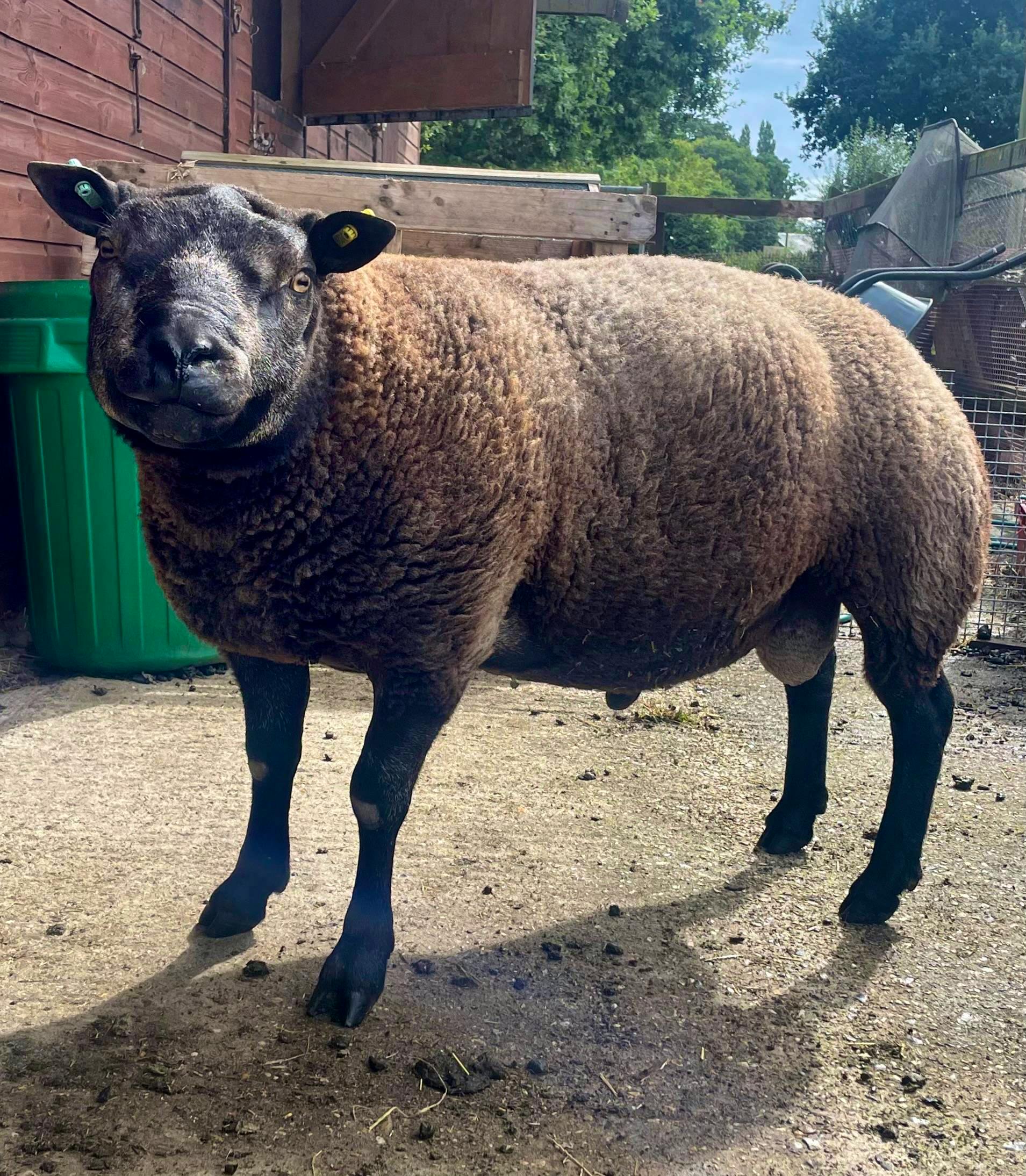 1 Pedigree Blue Texel Breeding Ram, Shearling | SellMyLivestock - The ...