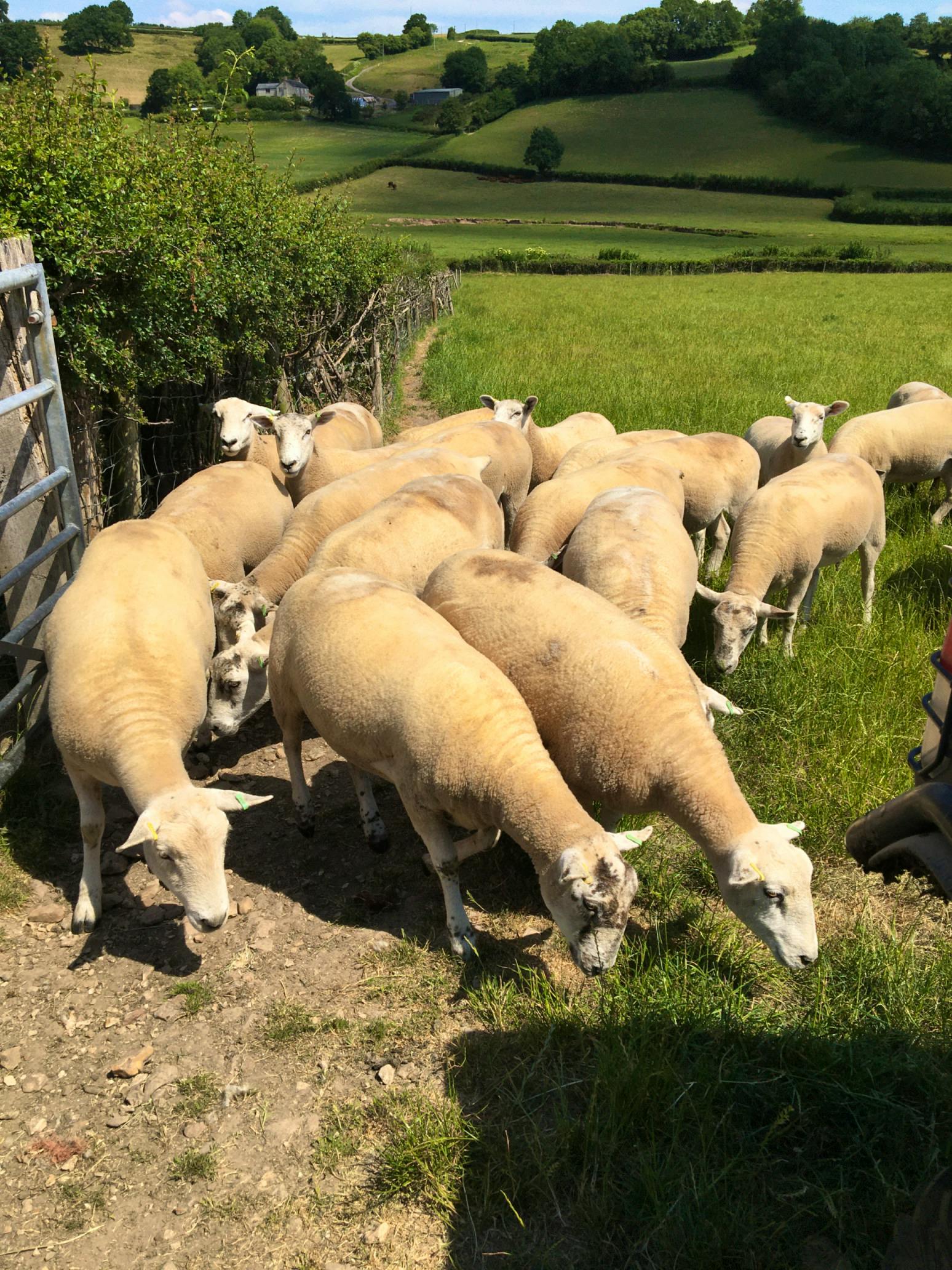 130 Texel, Scotch Halfbred Cross Breeding Ewes | SellMyLivestock - The ...