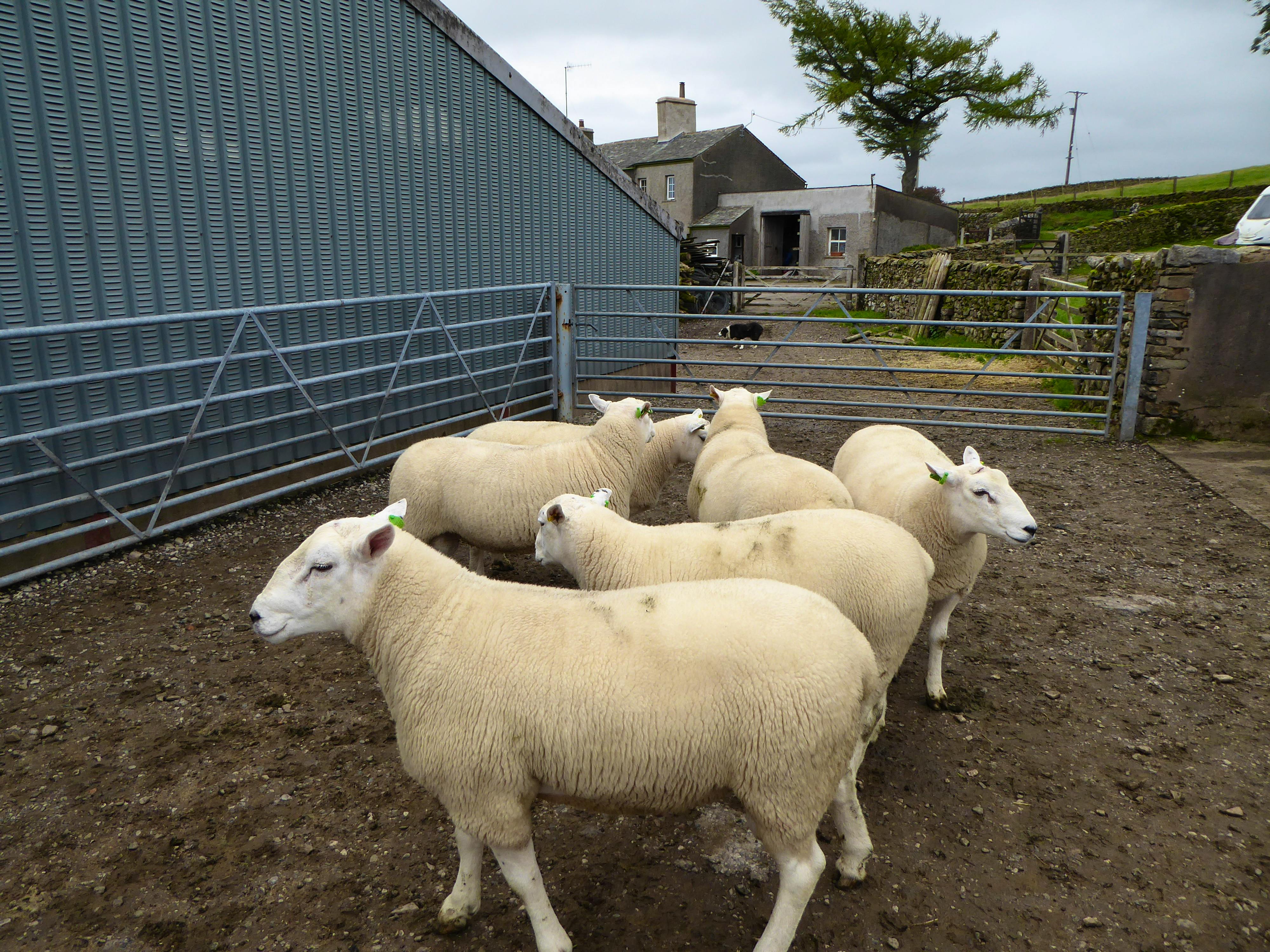 6 Pedigree Lleyn Breeding Rams | SellMyLivestock - The Online Livestock ...
