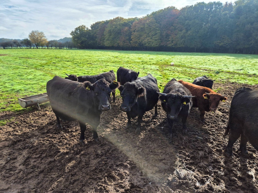 8 Pedigree Dexter In-Calf Breeding Cows with Calves at Foot ...