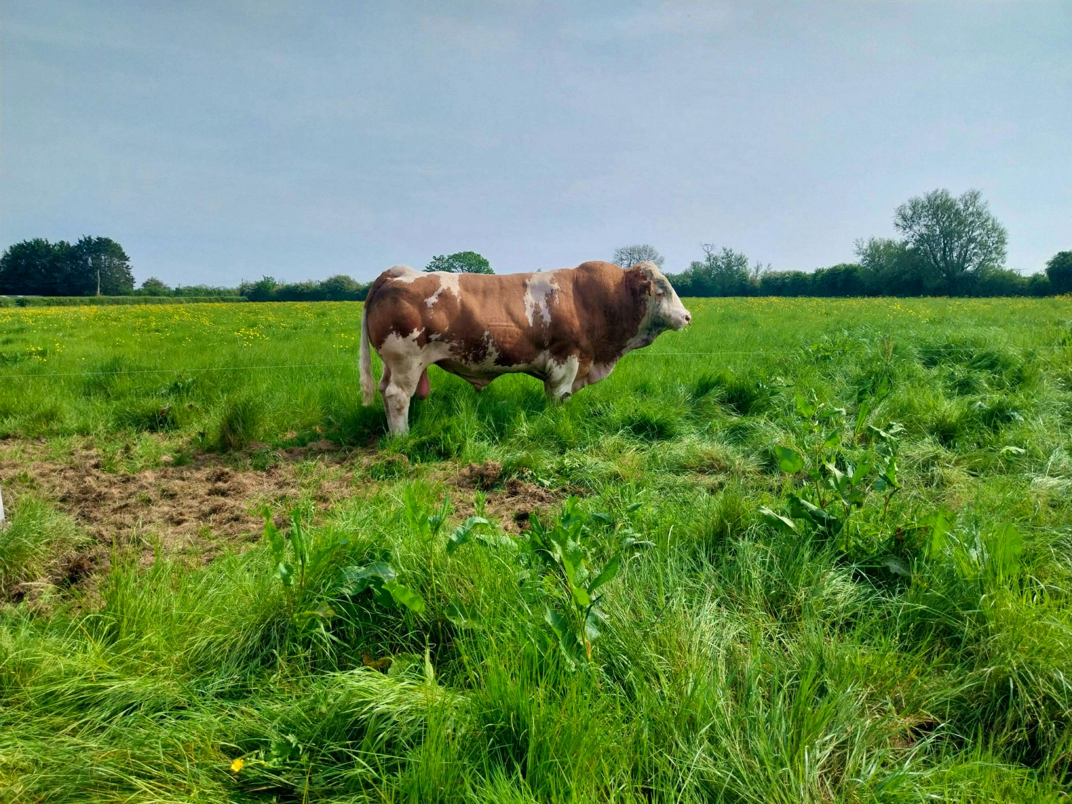 1 Pedigree Simmental Breeding Bull | SellMyLivestock - The Online ...