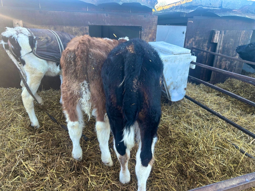 50 Aberdeen Angus, British Blue, Hereford Cross Calves ...