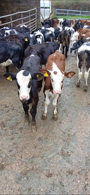 50 Hereford, British Blue Cross Calves | SellMyLivestock - The Online ...