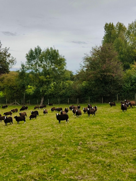 10 Balwen Welsh Mountain Breeding Lambs | SellMyLivestock - The Online ...