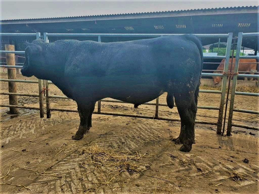 1 Pedigree Stabiliser Breeding Bull | SellMyLivestock - The Online ...