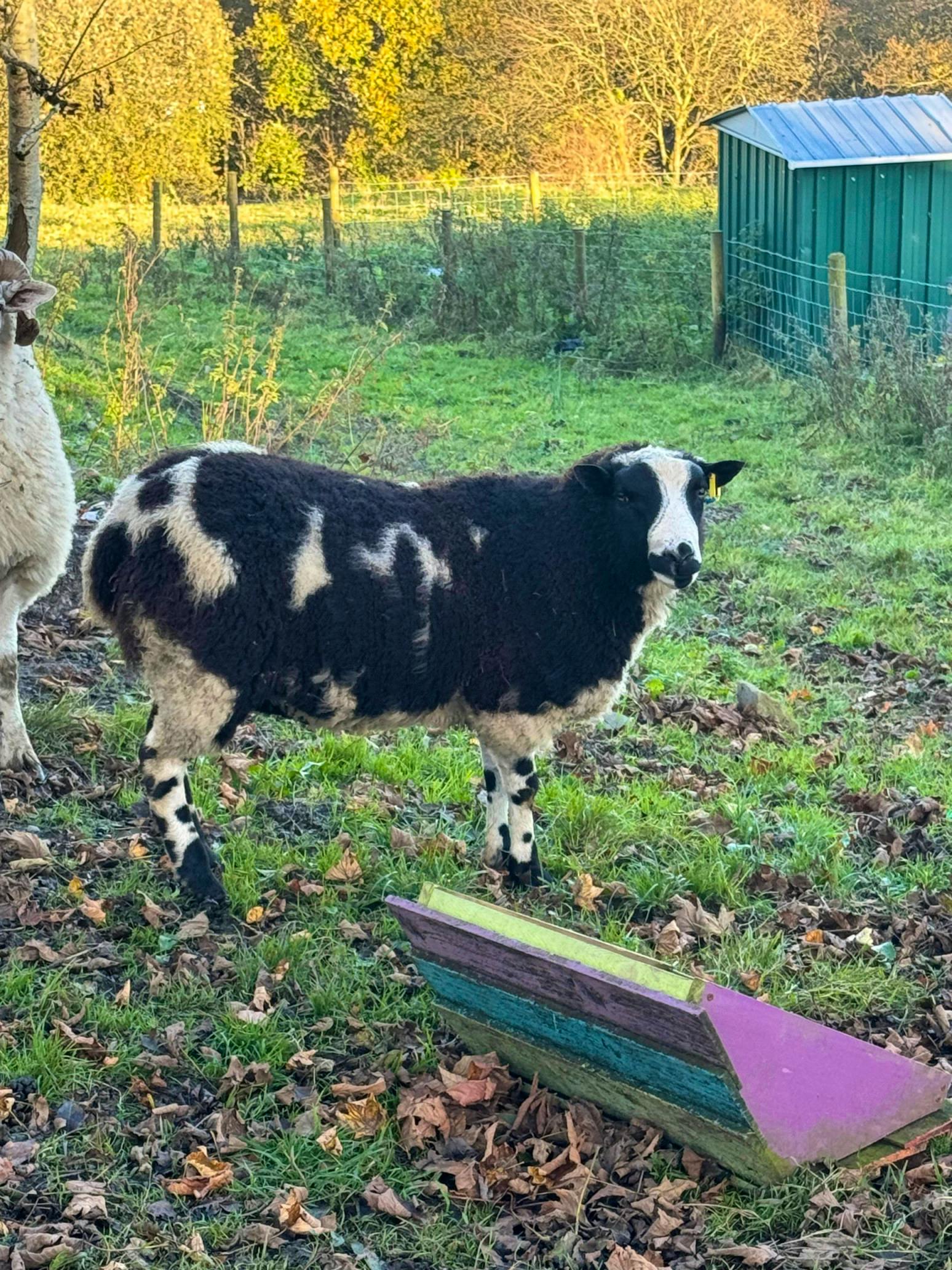 2 Dutch Spotted, Blue Texel Cross Breeding Rams | SellMyLivestock - The ...