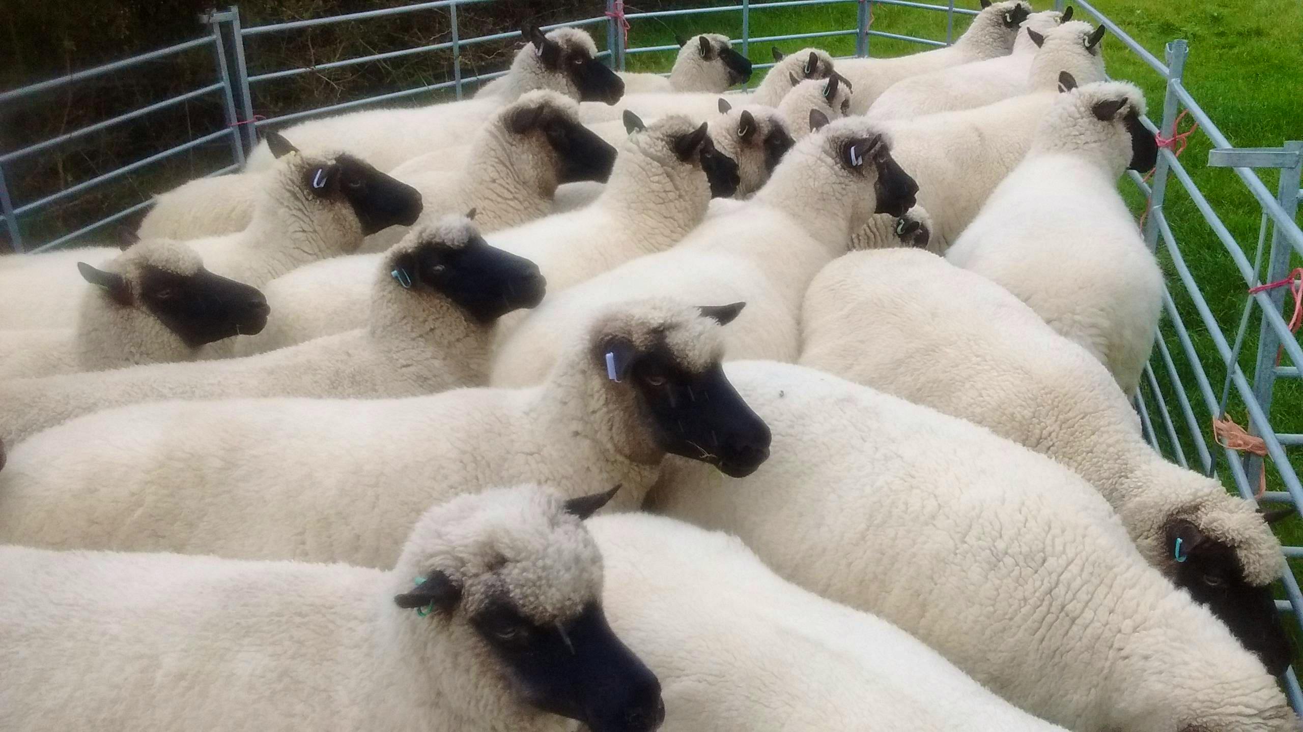 20 Llanwenog Breeding Ewes | SellMyLivestock - The Online Livestock ...