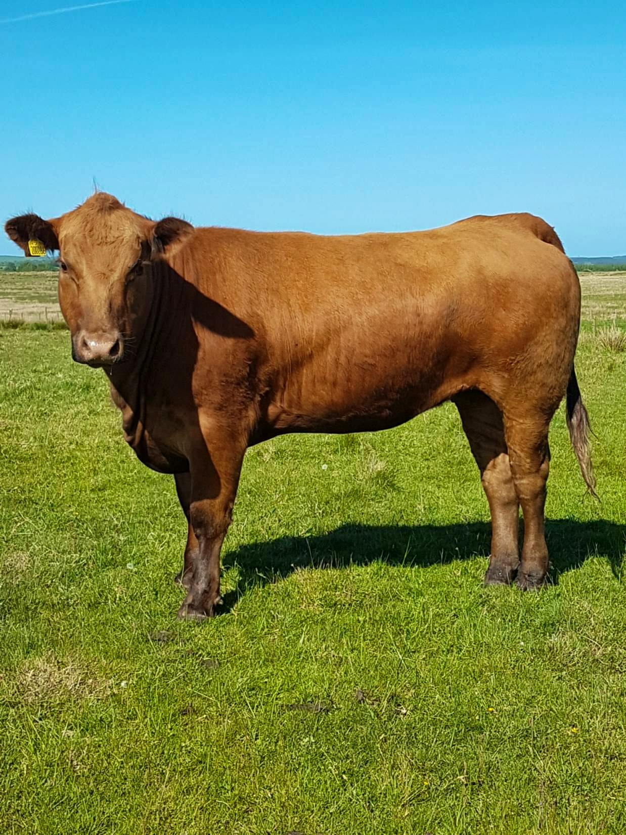 1 Pedigree Aberdeen Angus Red Breeding Heifer | SellMyLivestock - The ...