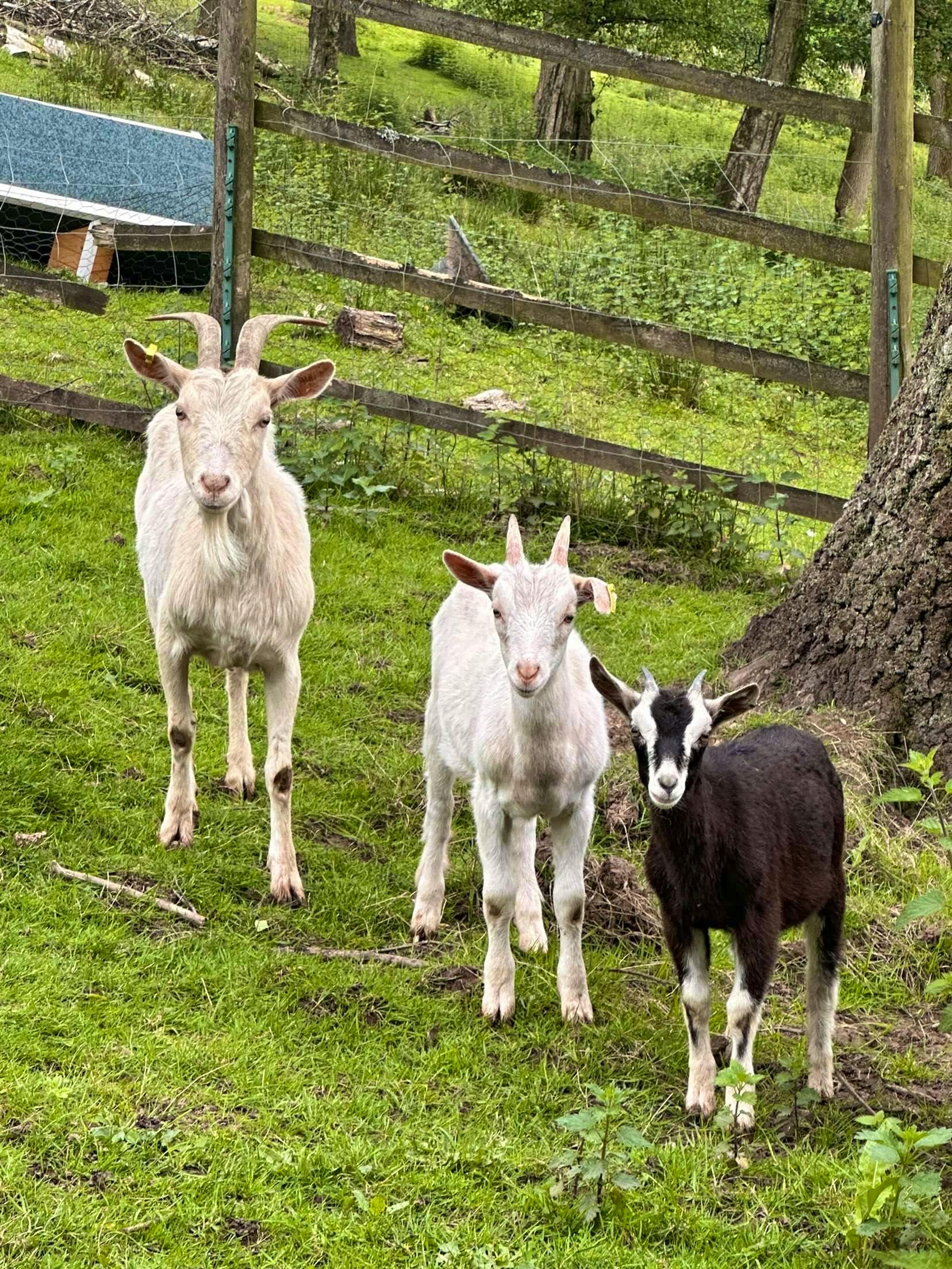 9 British Saanen, Anglo Nubian, Boer, British Alpine Cross Breeding ...