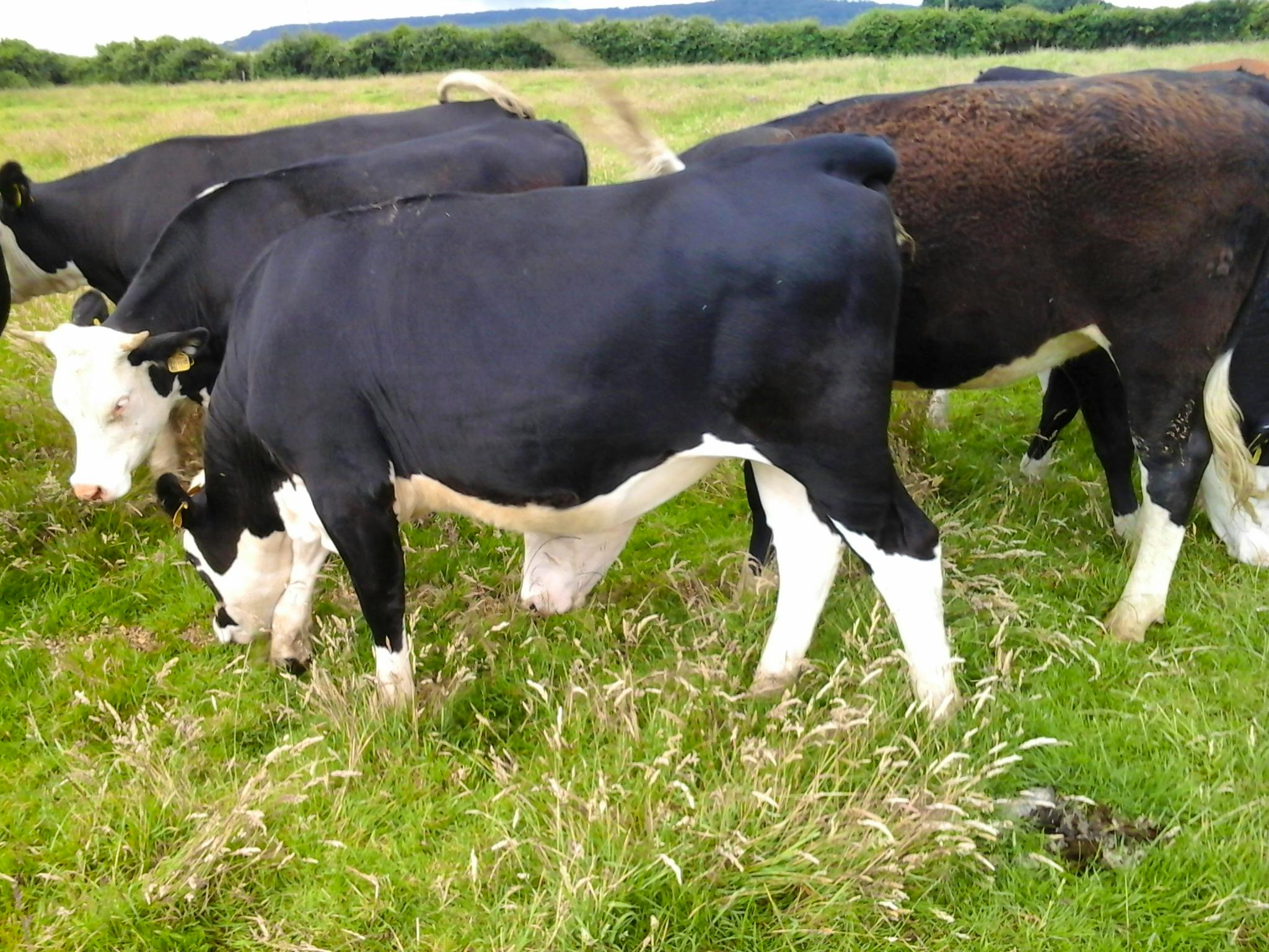 8 Cross Breed Beef Cross Breeding Heifers | SellMyLivestock - The ...