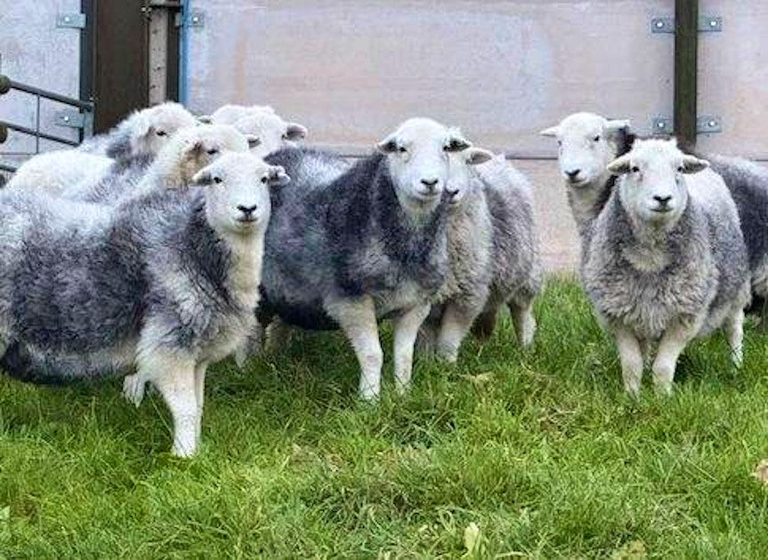 12 Herdwick Breeding Ewes | SellMyLivestock - The Online Livestock Marketplace