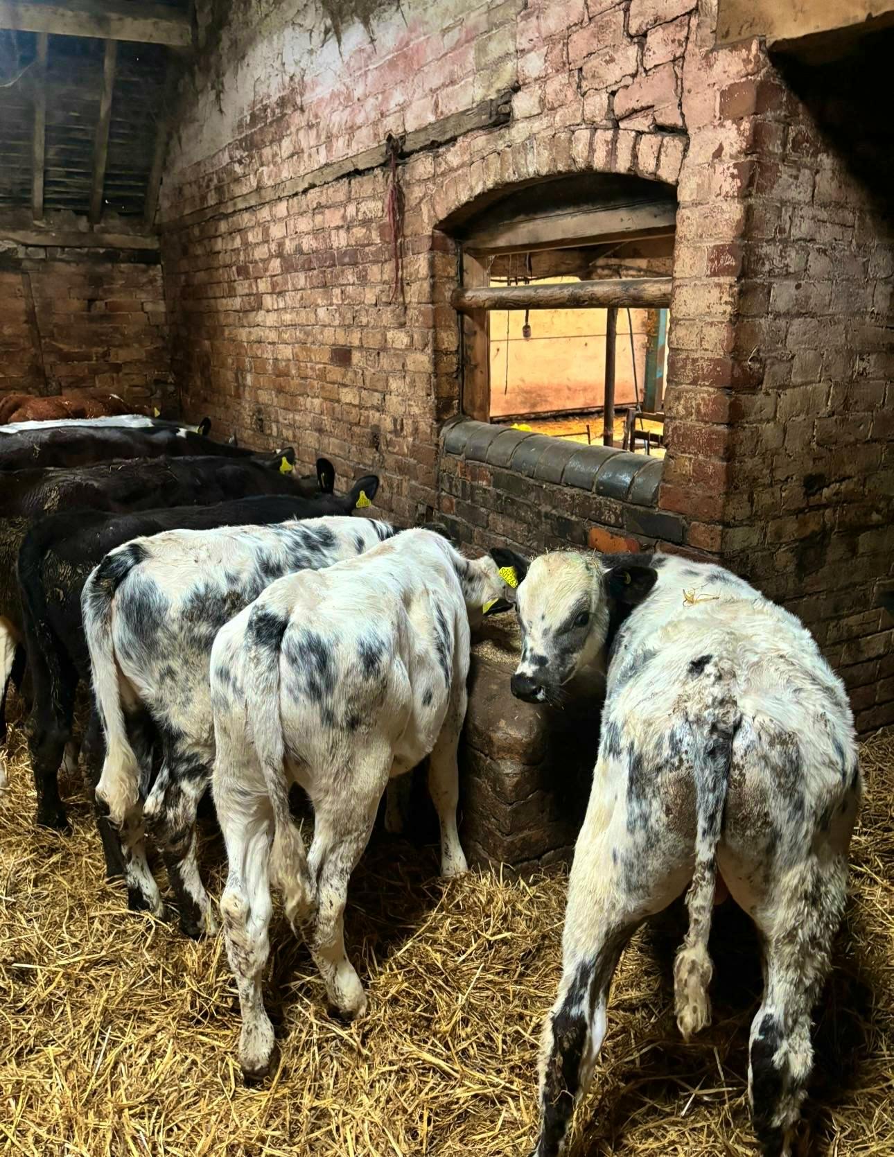 39 Aberdeen Angus, Hereford, British Blue Cross Calves ...