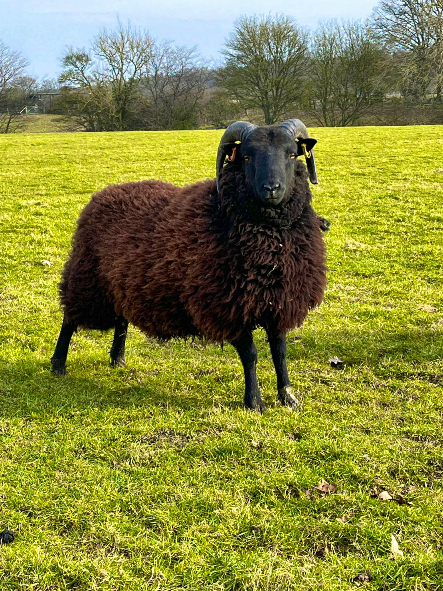 1 Pedigree Black Welsh Mountain Breeding Ram, Lamb | SellMyLivestock ...