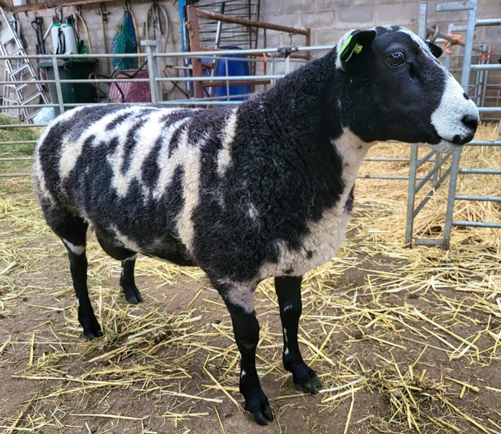 1 Pedigree Dutch Spotted Breeding Lamb, Ram | SellMyLivestock - The ...