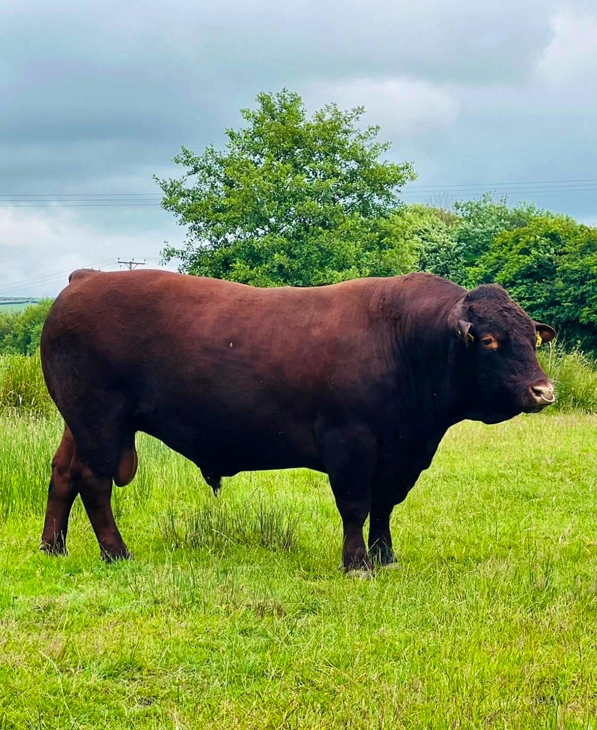 1 Pedigree North Red Ruby Devon, Red Ruby Devon Breeding Bull ...