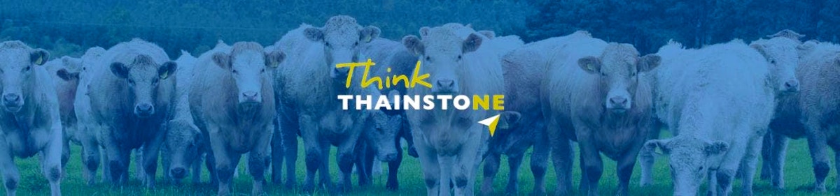 Thainstone – Weekly Sale of Cast Cows & Bulls, OTM and Prime Cattle ...