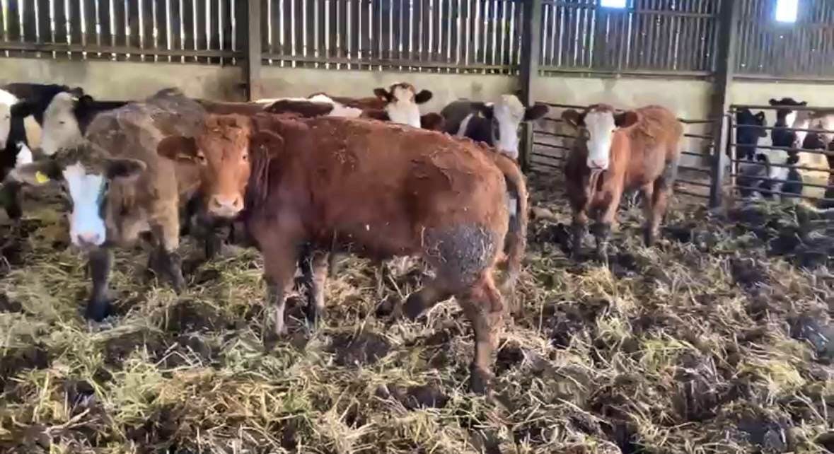 45 Simmental, Limousin, Charolais, British Blue Cross Store Steers ...