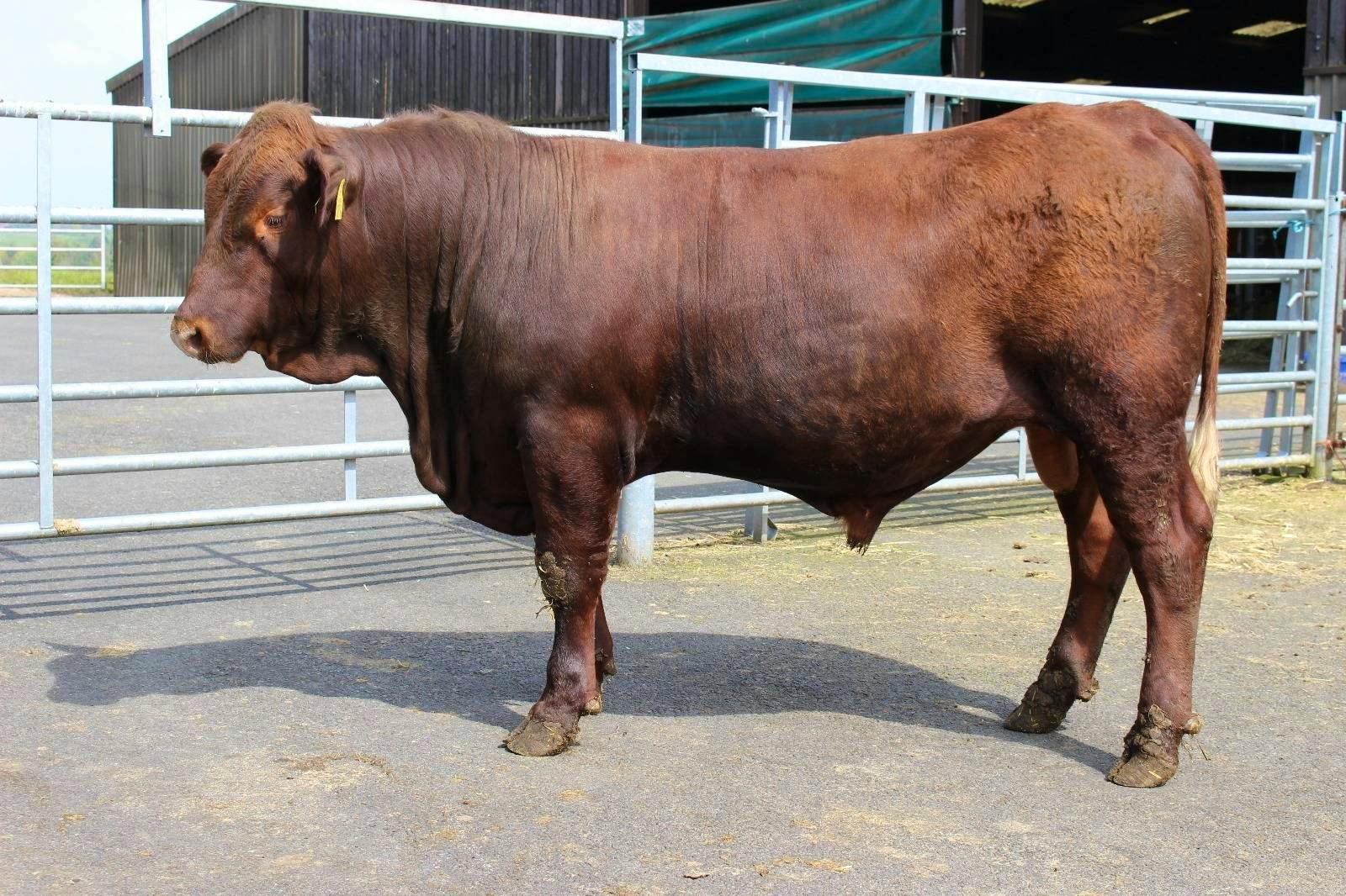 1 Pedigree Stabiliser Breeding Bull | SellMyLivestock - The Online ...