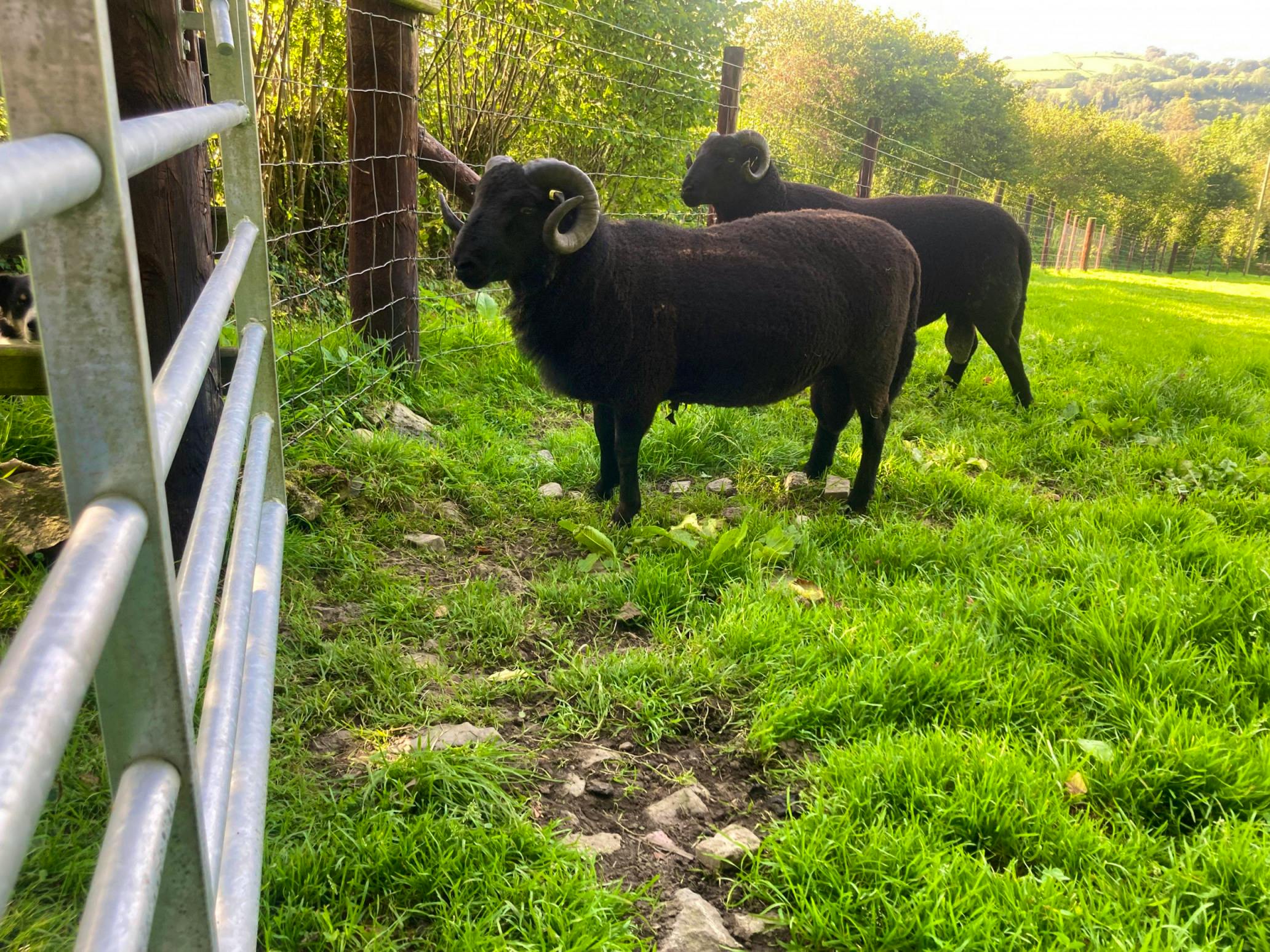 1 Pedigree Black Welsh Mountain Breeding Ram, Shearling ...