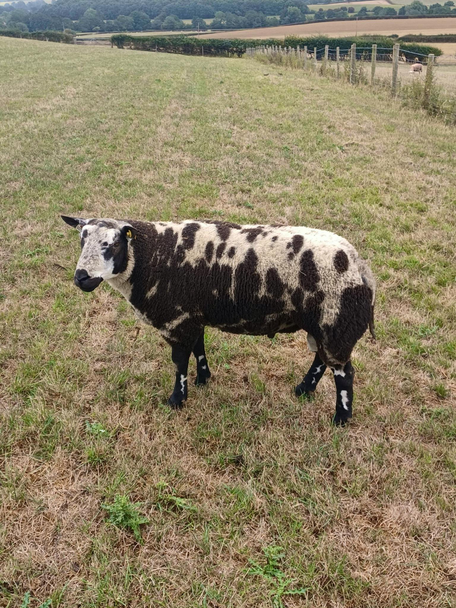 1 Pedigree Dutch Spotted Breeding Ram | SellMyLivestock - The Online ...