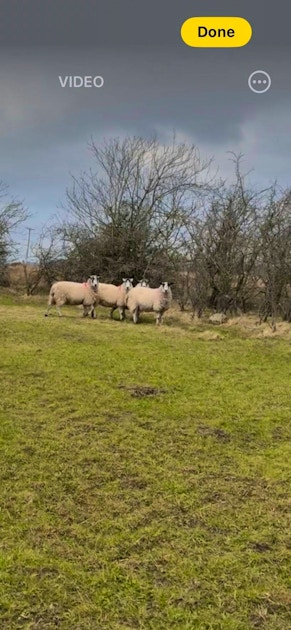 18 North of England Mule In-Lamb Breeding Ewes | SellMyLivestock - The ...