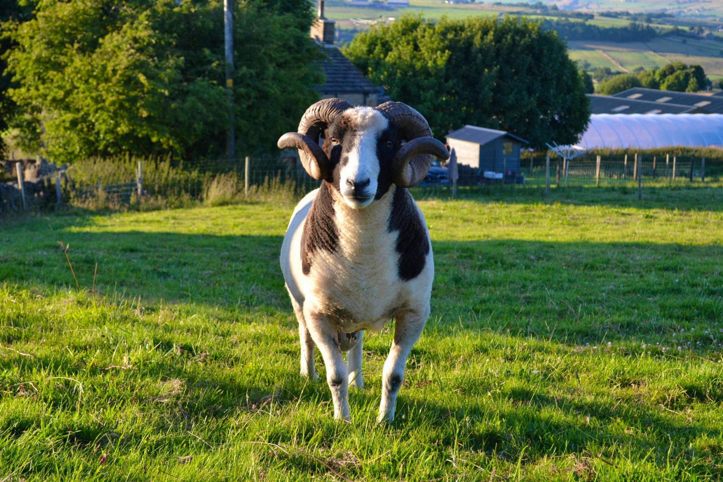 1 Pedigree Jacob Breeding Ram | SellMyLivestock - The Online Livestock ...