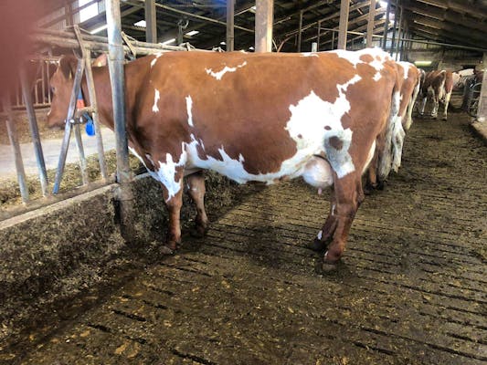 Dairy Cattle | SellMyLivestock - The Online Livestock Marketplace