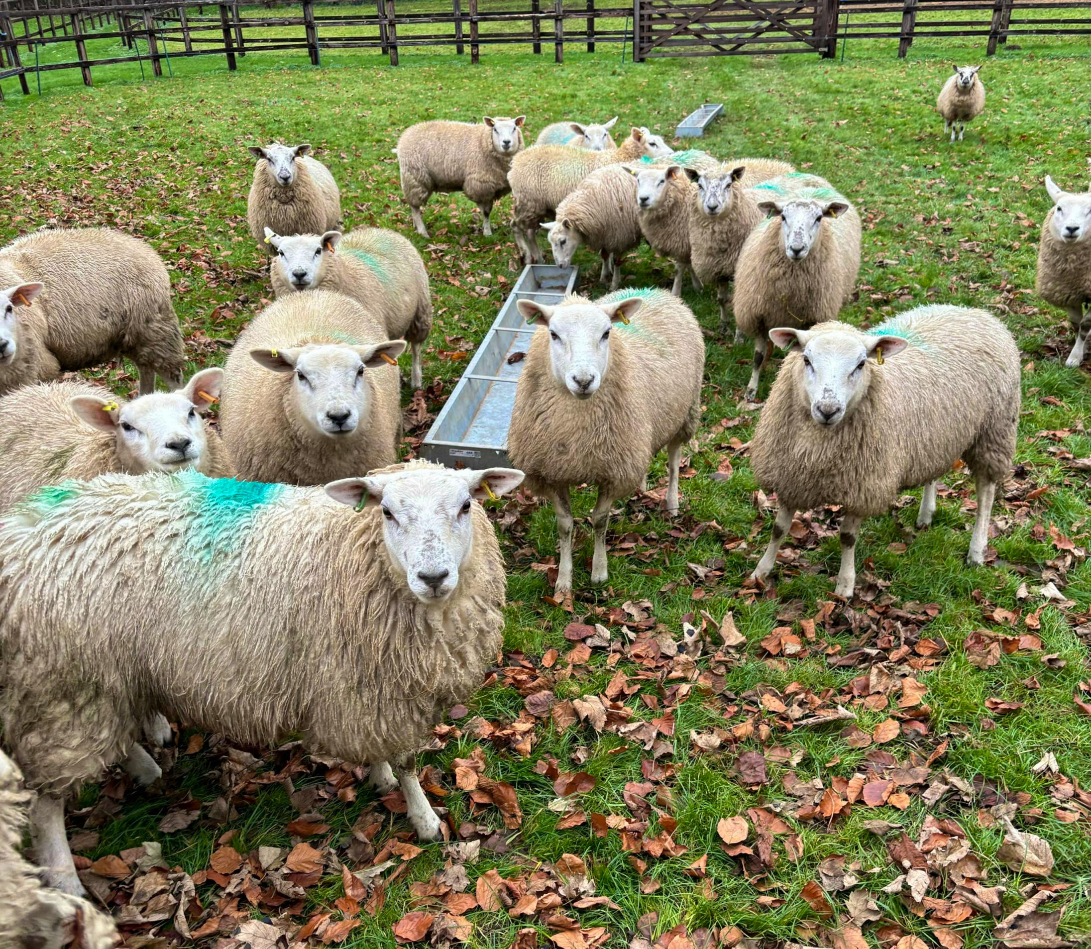 55 Texel, North of England Mule Breeding Lambs | SellMyLivestock - The ...