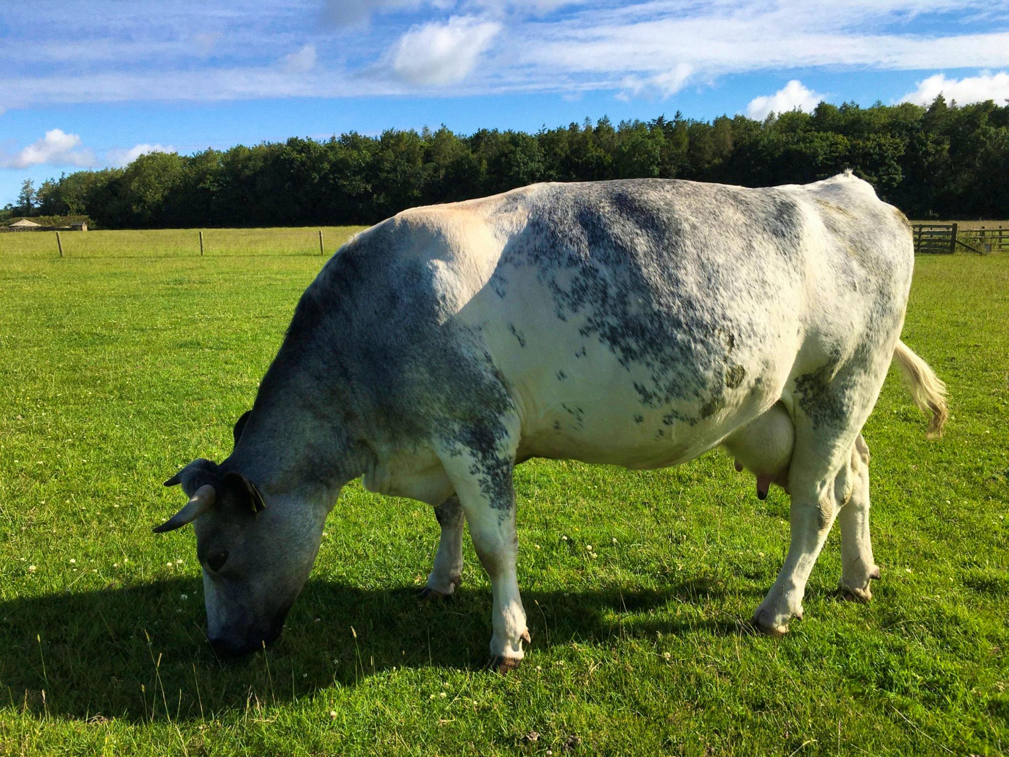 3 Pedigree Albion In-Calf Breeding Cows with Calves at Foot ...