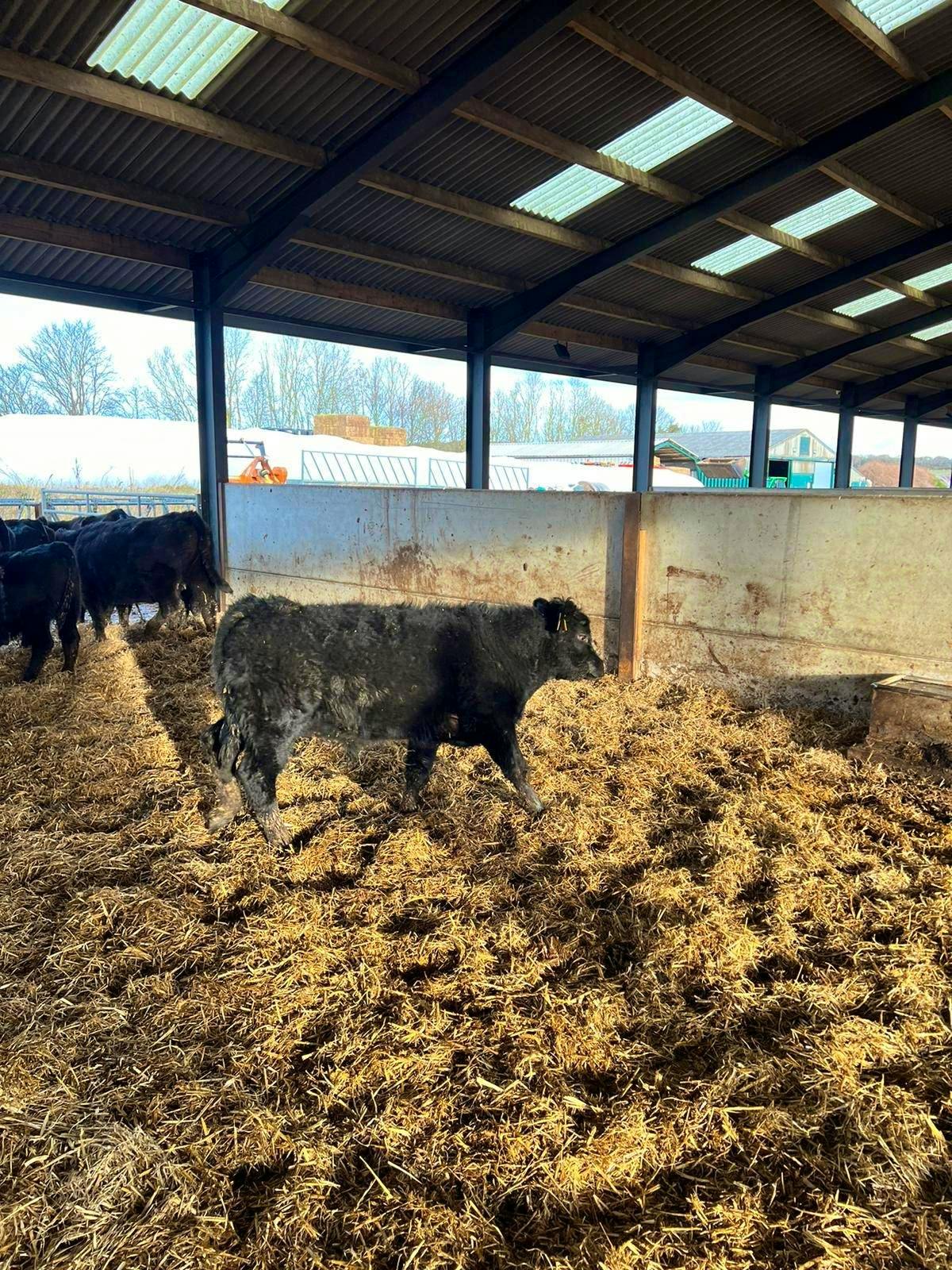 10 Pedigree Aberdeen Angus In-Calf Breeding Cows with Calves at Foot ...
