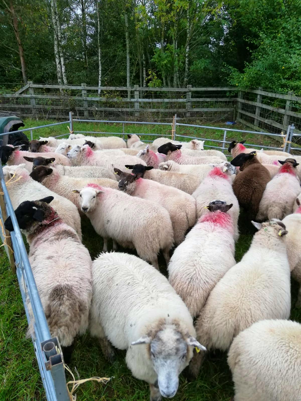 180 Texel, Suffolk, North of England Mule Cross Store Lambs ...