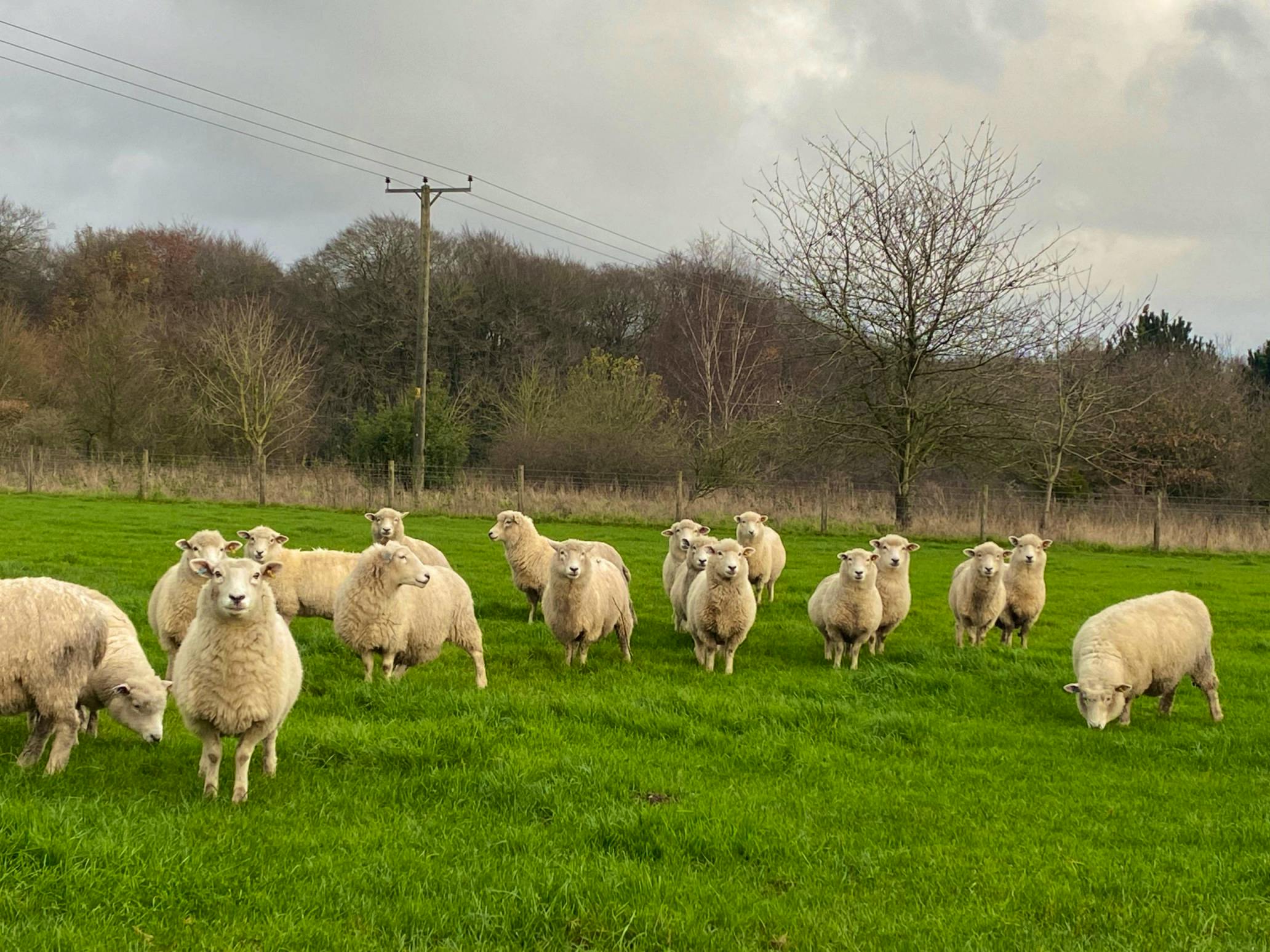 19 New Zealand Romney Breeding Ewes | SellMyLivestock - The Online ...
