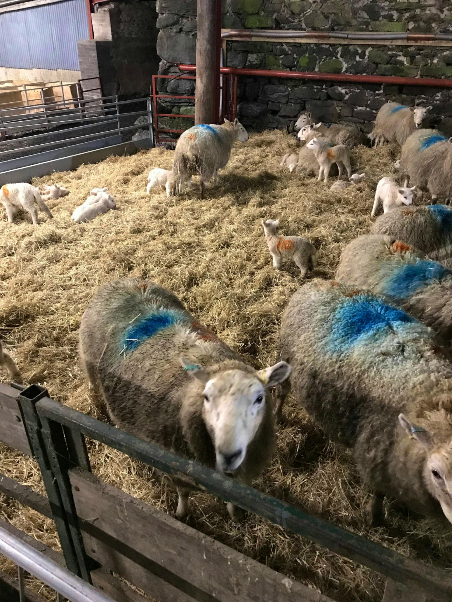 35 Welsh Mule, Texel Cross Breeding Ewes, Lambs with Lambs at Foot ...