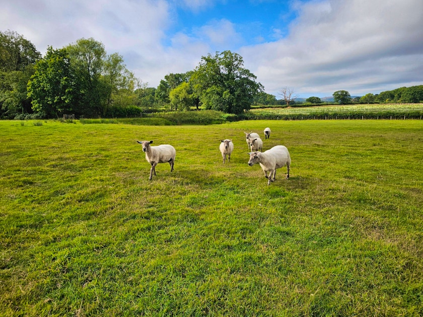 20 Suffolk, Texel, North of England Mule Cross Breeding Ewes ...