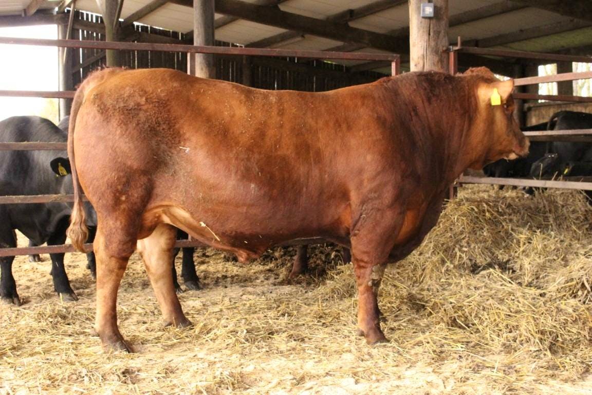 25 Pedigree Stabiliser Breeding Young Bulls | SellMyLivestock - The ...