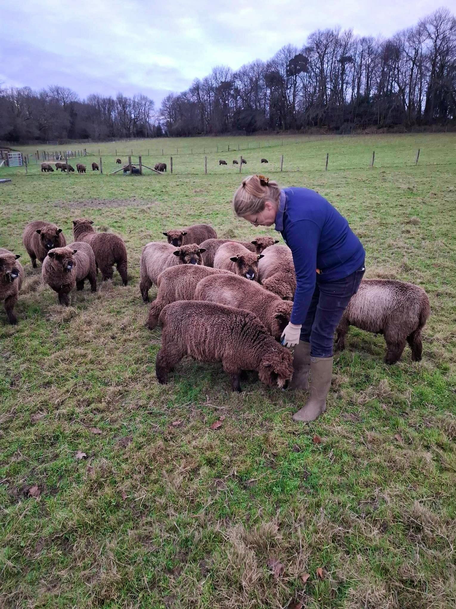 12 Pedigree Coloured Ryeland Breeding Lambs | SellMyLivestock - The ...