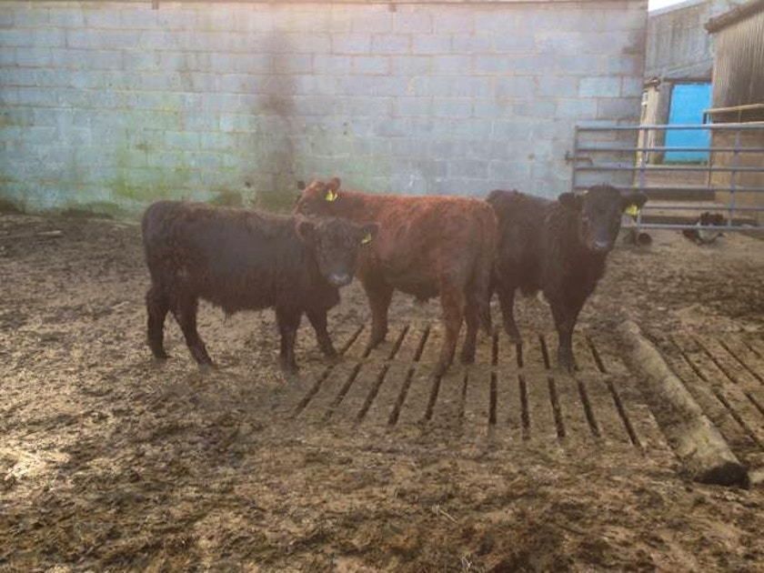 3 Dexter Store Steers | SellMyLivestock - The Online Livestock Marketplace
