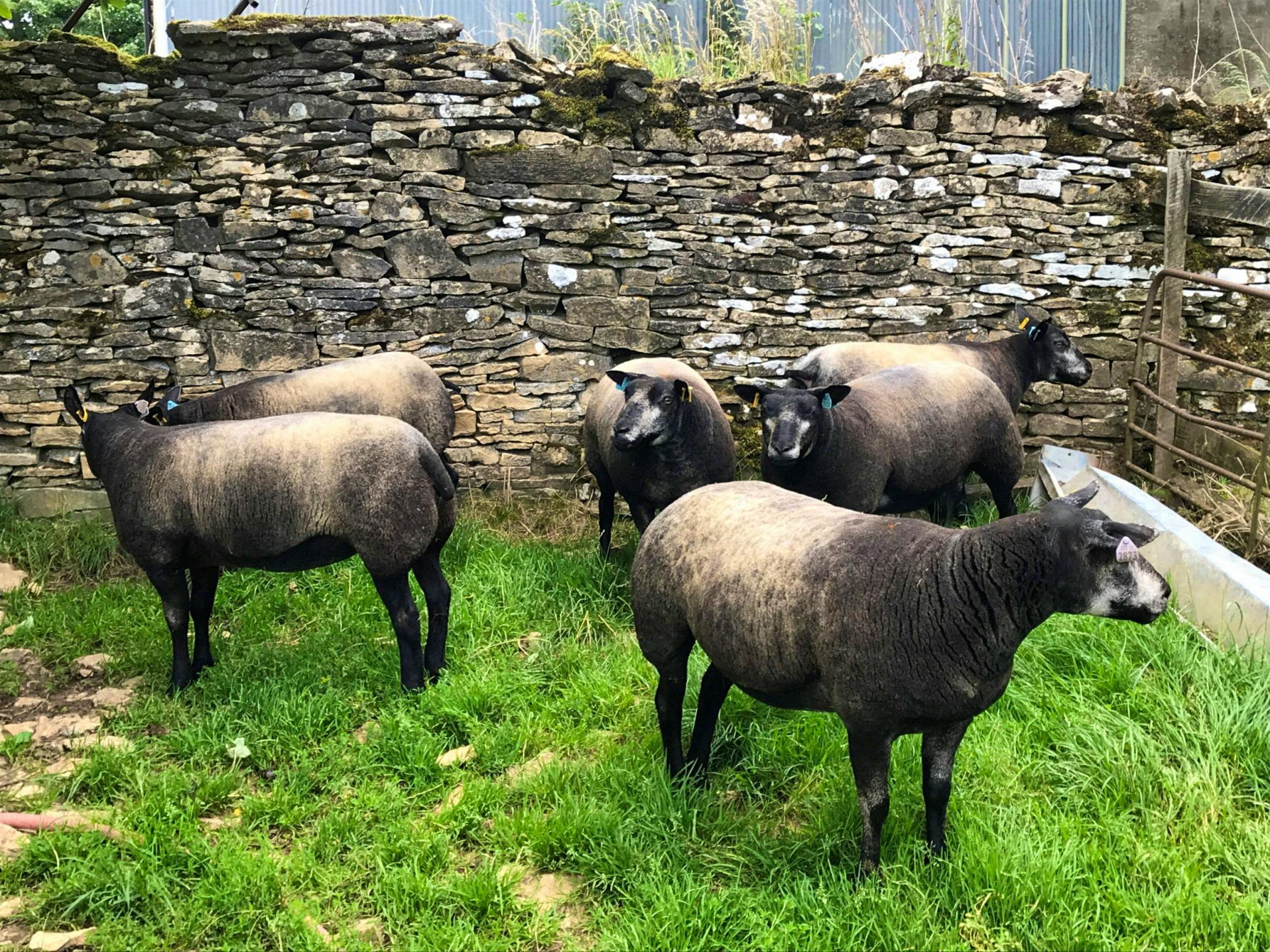 6 Pedigree Blue Texel Breeding Gimmers | SellMyLivestock - The Online ...