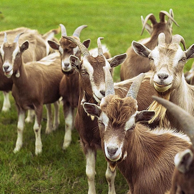 400 Organic UK Native, Belgian Fawn, Banatian White, White Shorthaired ...
