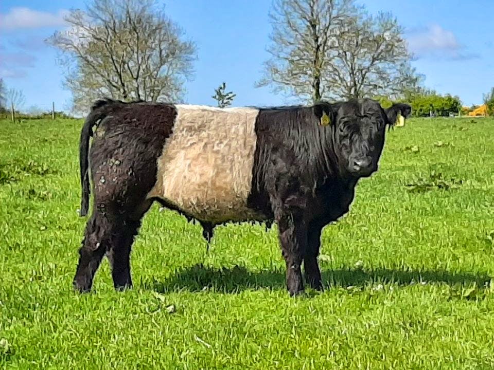 10 Belted Galloway, Speckle Park, White Galloway Cross Store Steers ...