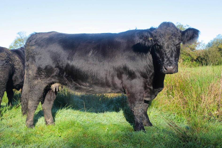2 Pedigree Welsh Black In-Calf Breeding Cows | SellMyLivestock - The ...