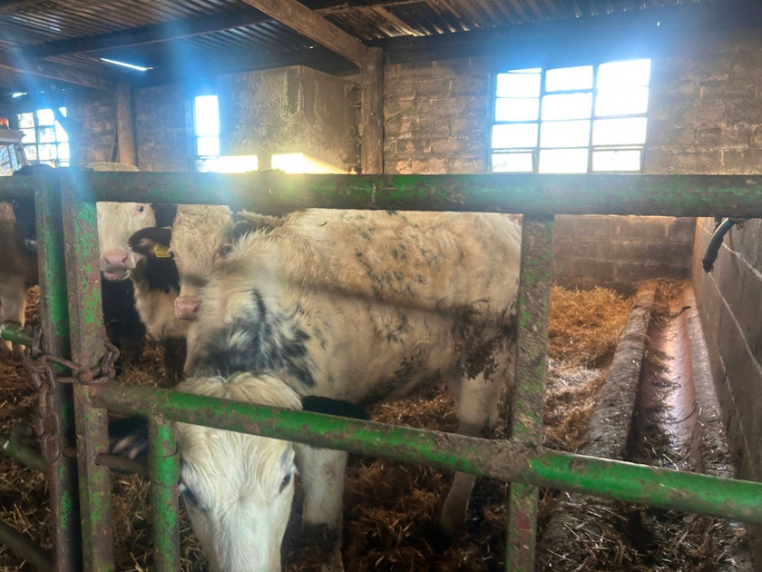 4 Aberdeen Angus, Charolais, British Blue, Hereford Cross Store Steers ...
