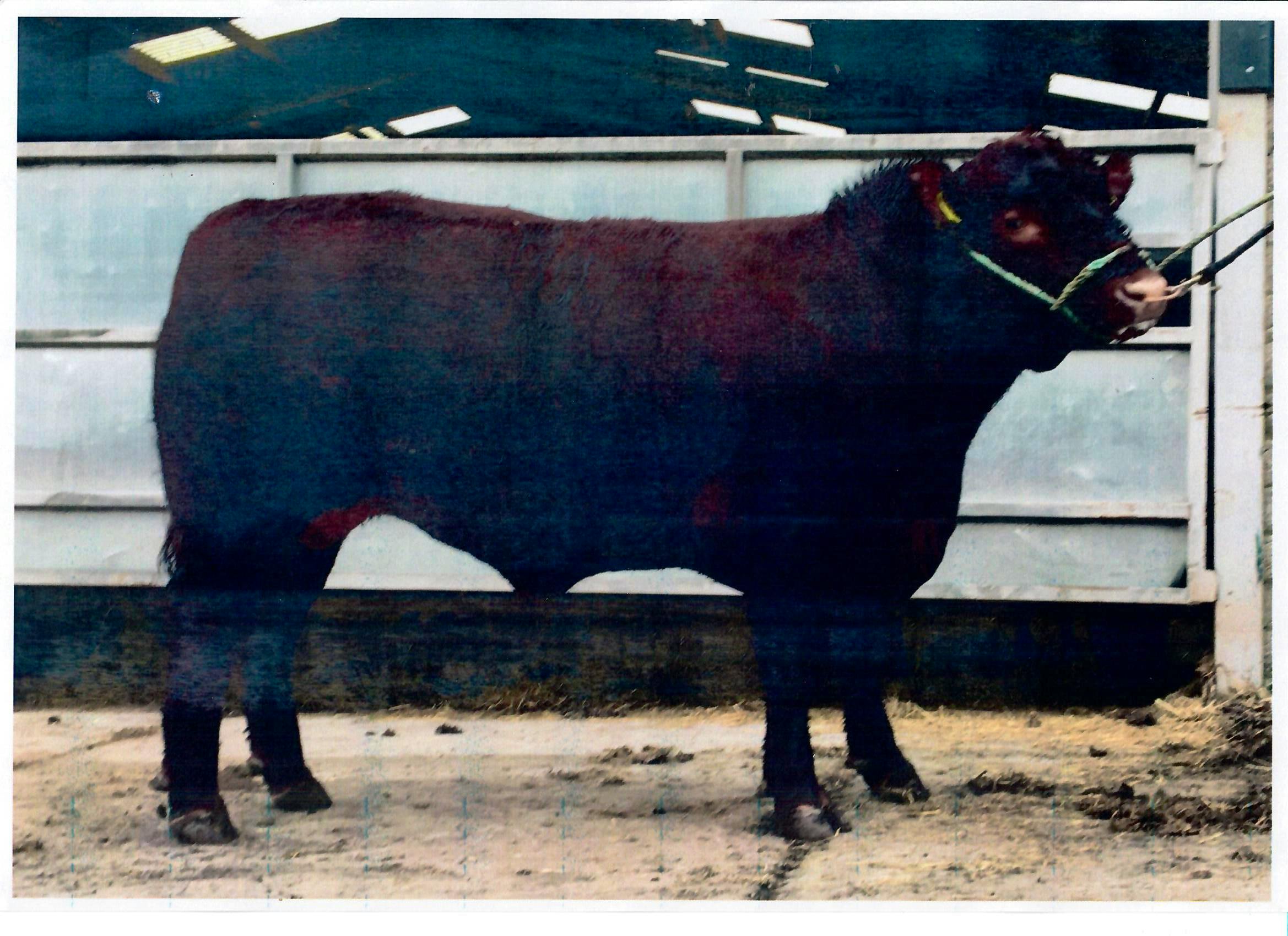 1 Pedigree Lincoln Red Breeding Bull | SellMyLivestock - The Online ...