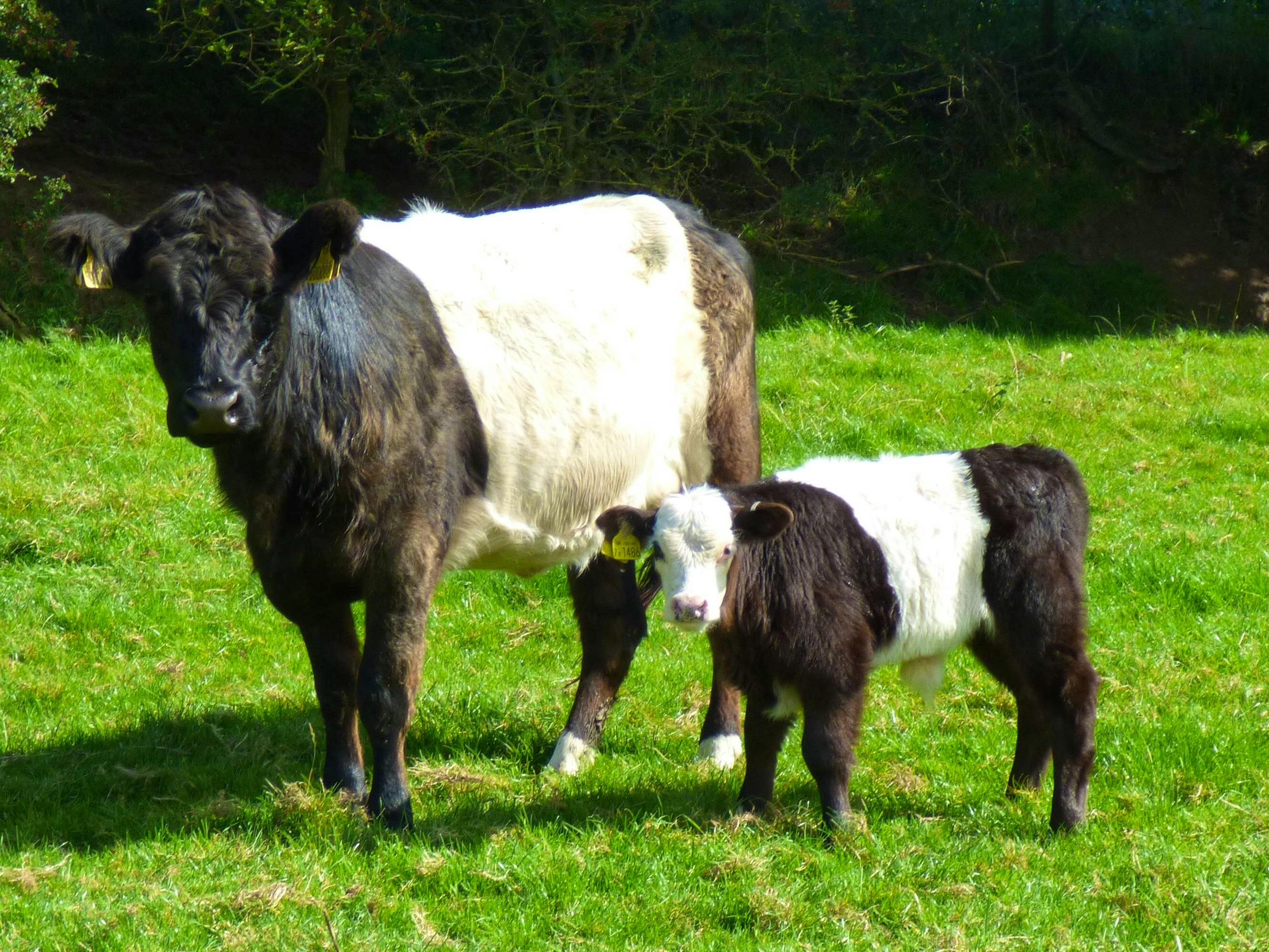 3 Belted Galloway Cross Breeding Heifers with Calves at Foot ...